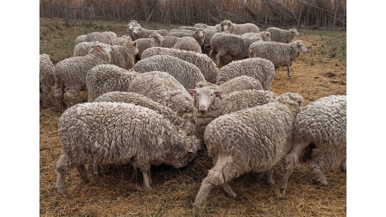 El abigeato aumentó un 8,7% – Diario El Telégrafo