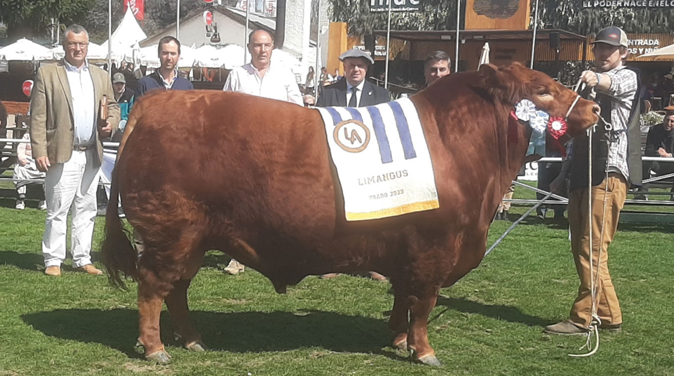 Limangus con histórica cantidad de animales – Diario El Telégrafo