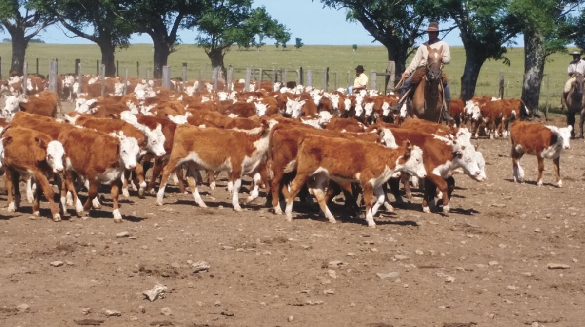 Suplementación energética sobre pasturas cultivadas mejora la ganancia ...